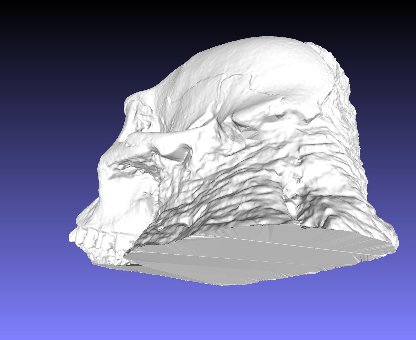 Australopithecus Sediba, Ancient Hominid Skull In-situ, Museum Quality ...