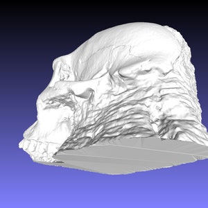 Australopithecus Sediba, Ancient Hominid Skull In-situ, Museum Quality ...