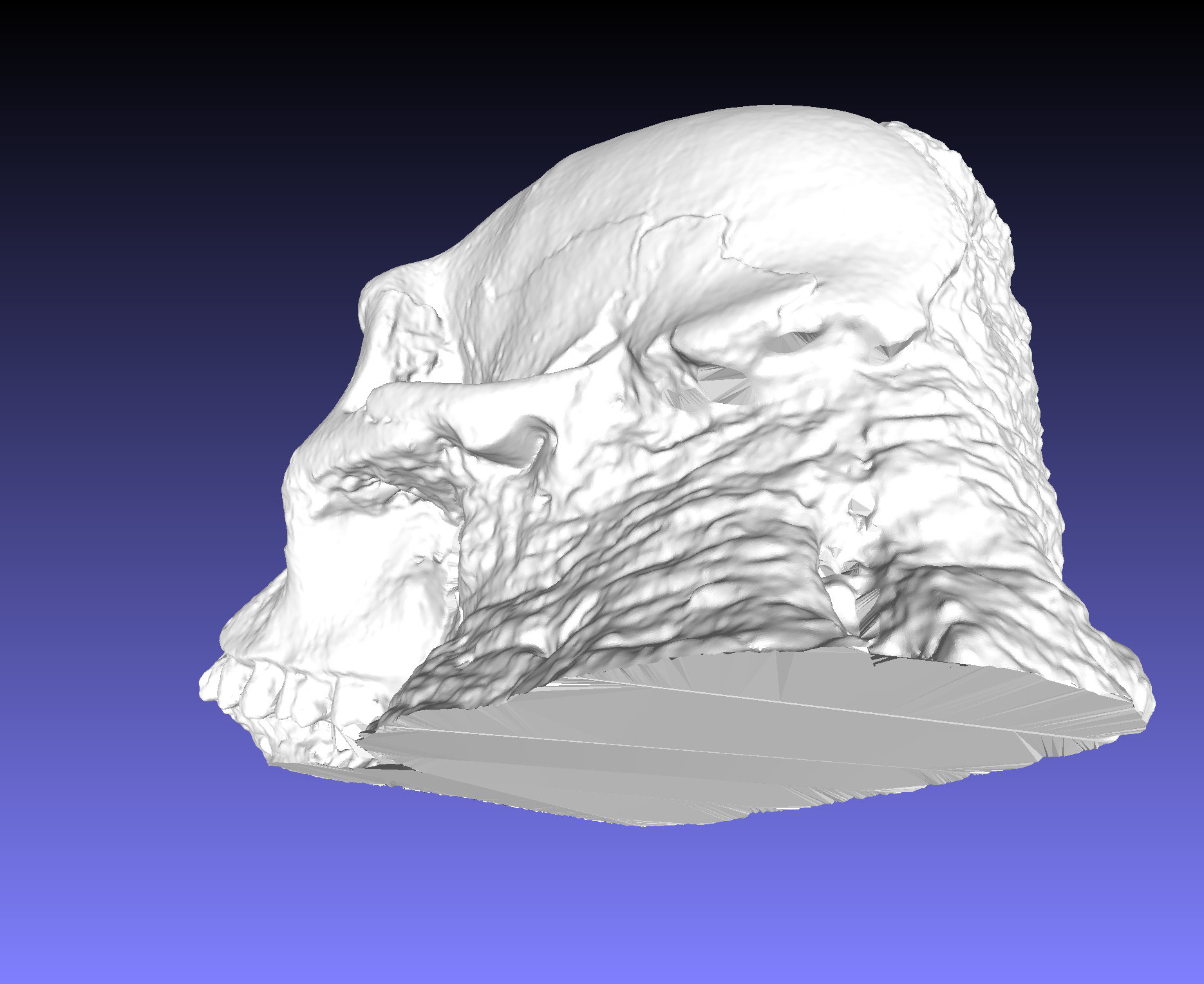 Australopithecus Sediba, Ancient Hominid Skull In-situ, Museum Quality ...