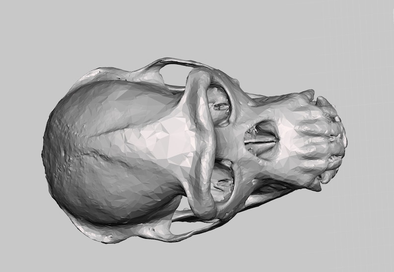 West African Chimpanzee (pan Troglodytes Verus) Skull High Resolution ...