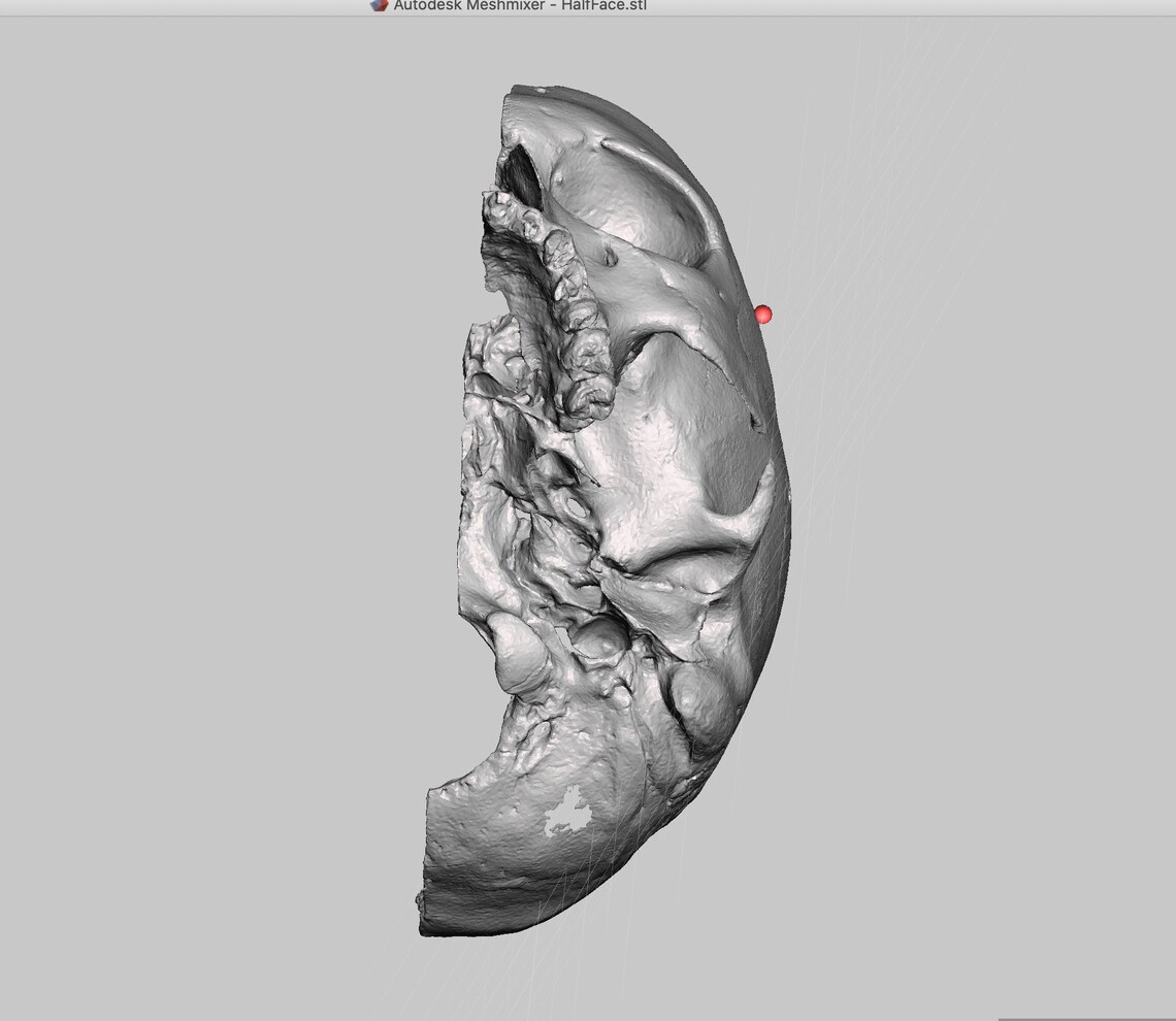 Human Skull STL, Cut in HALF. Teaching Tool Used in Forensic ...