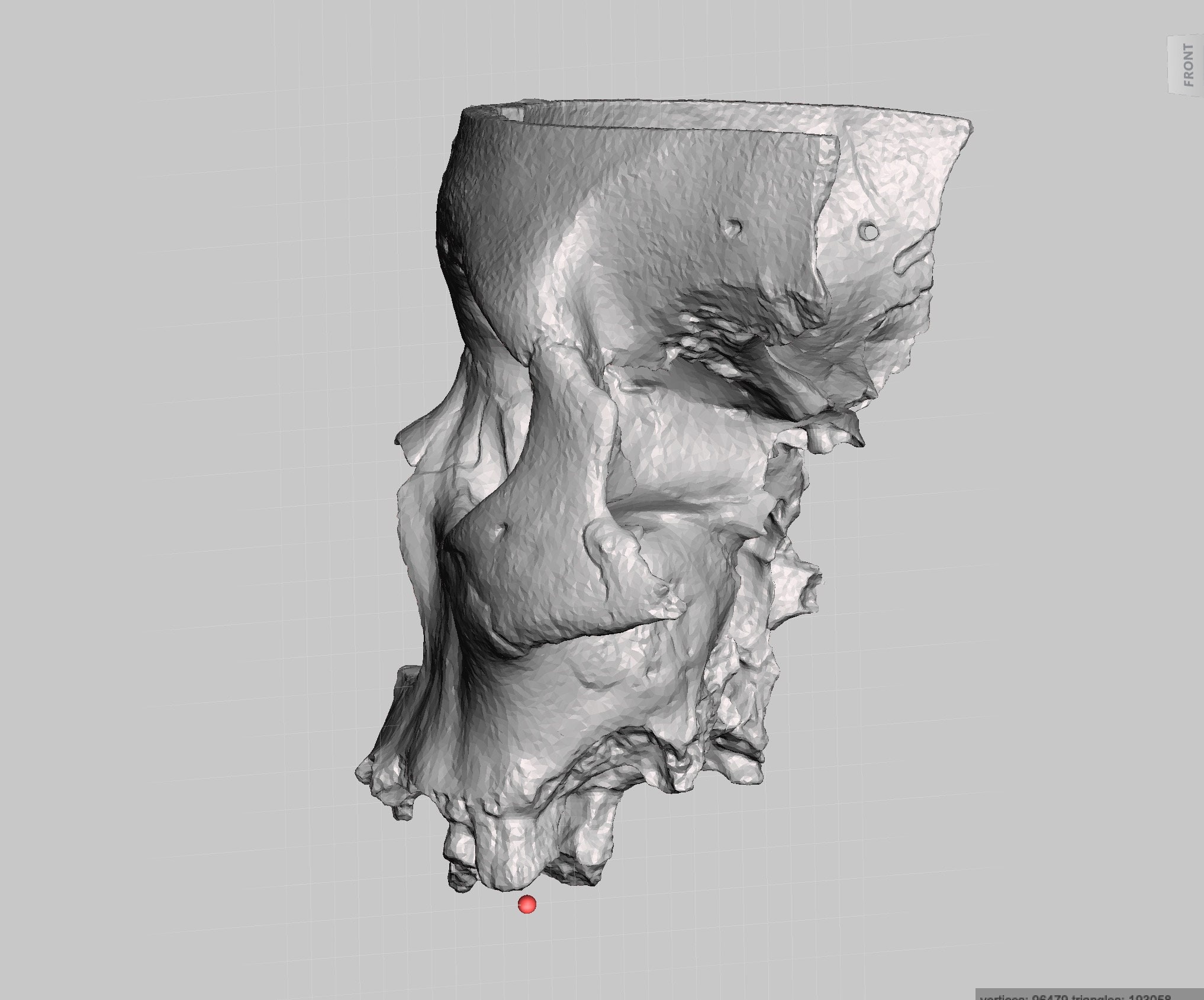 Asian Skull STL, Cut in HALF. Teaching Tool Used in Forensic ...