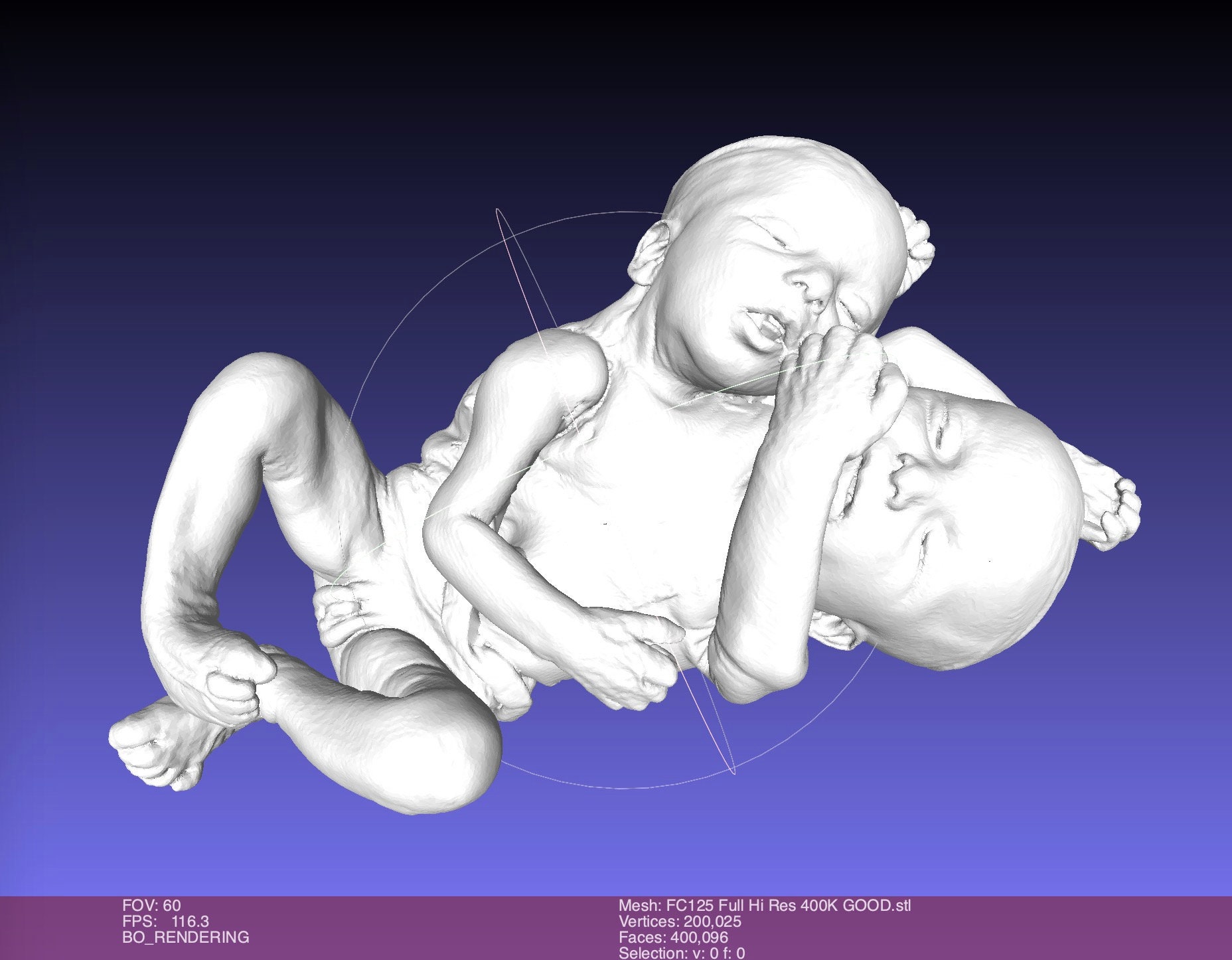 NEW Rare High Resolution 3D Scan of 36 Week Old Human Twin Fetus, W ...