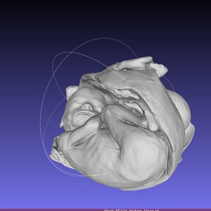 Cutaway View Human Fetus in Utero, 20 Week Old STL, Rare High ...