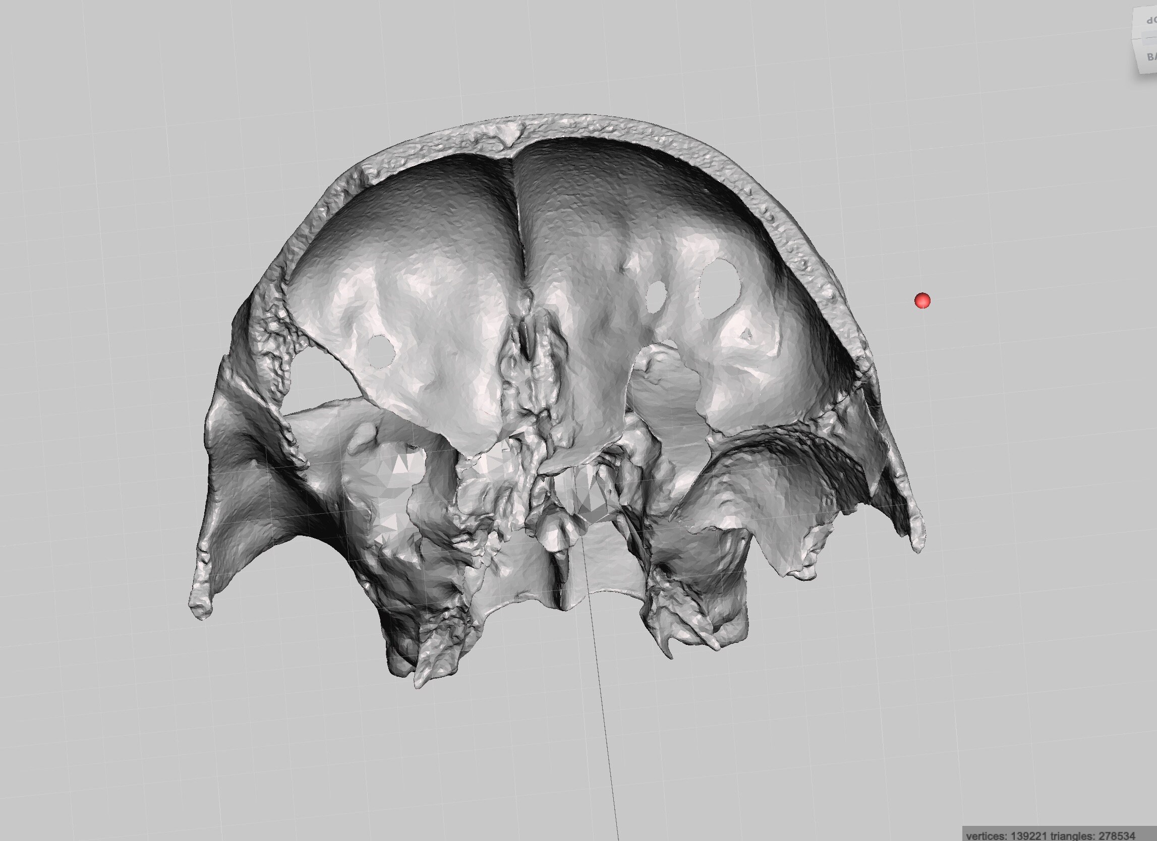 African Skull STL, Cut in HALF. Teaching Tool Used in Forensic ...