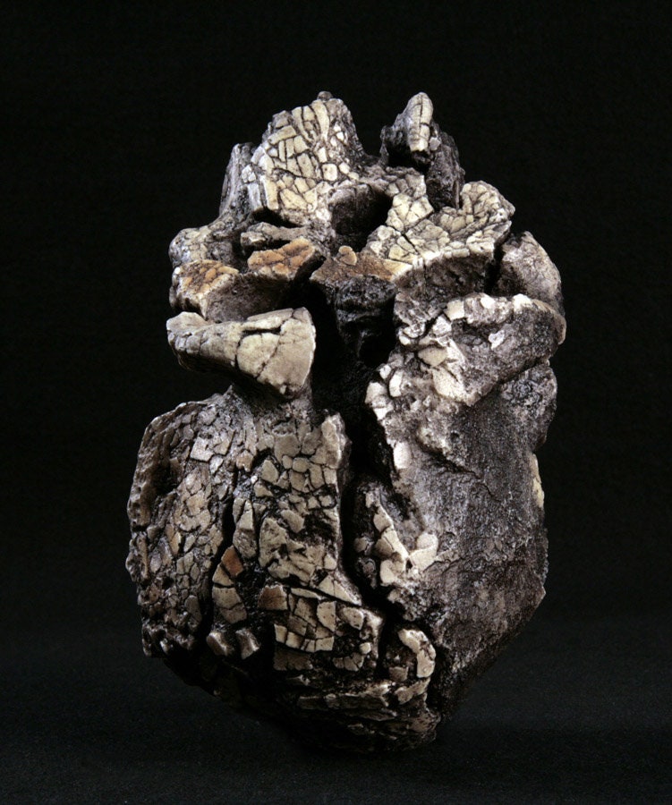 Kenyanthropus Platyops Cranium KNM-WT-40000, Ancient Hominid Quality ...