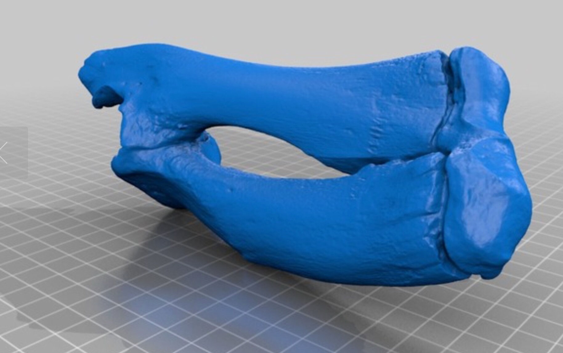 Manatee Radius and Ulna High Resolution Scan STL - Etsy