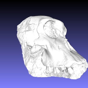 Australopithecus Sediba, Ancient Hominid Skull In-situ, Museum Quality ...
