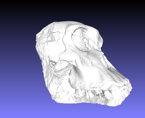 Australopithecus Sediba Skull