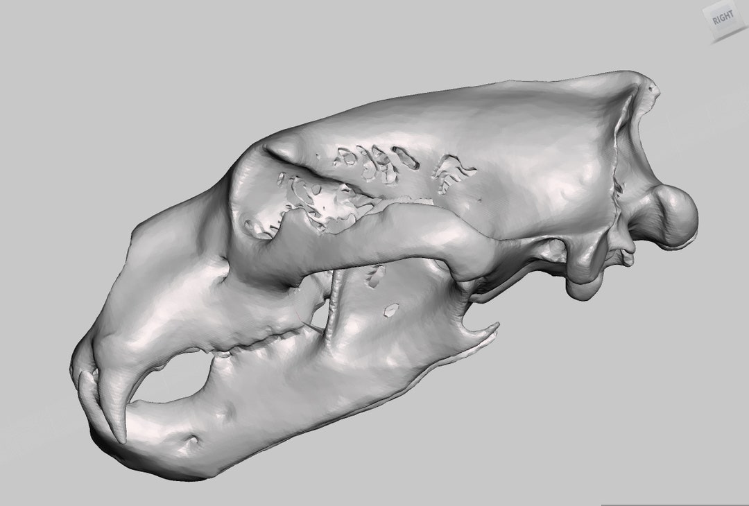 Real Polar Bear Skull, High Resolution STL Scan Animal Reproduction - Etsy