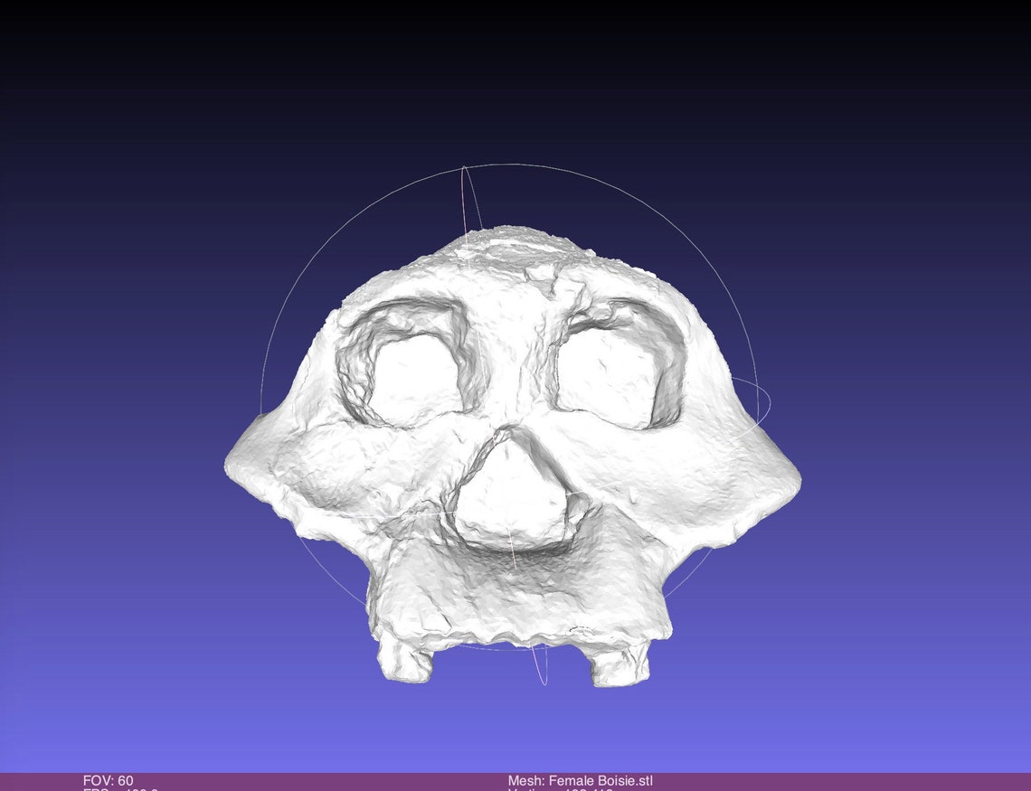 Australopithecus Boisei Skull, Female, KNM ER 732, Ancient Hominid ...