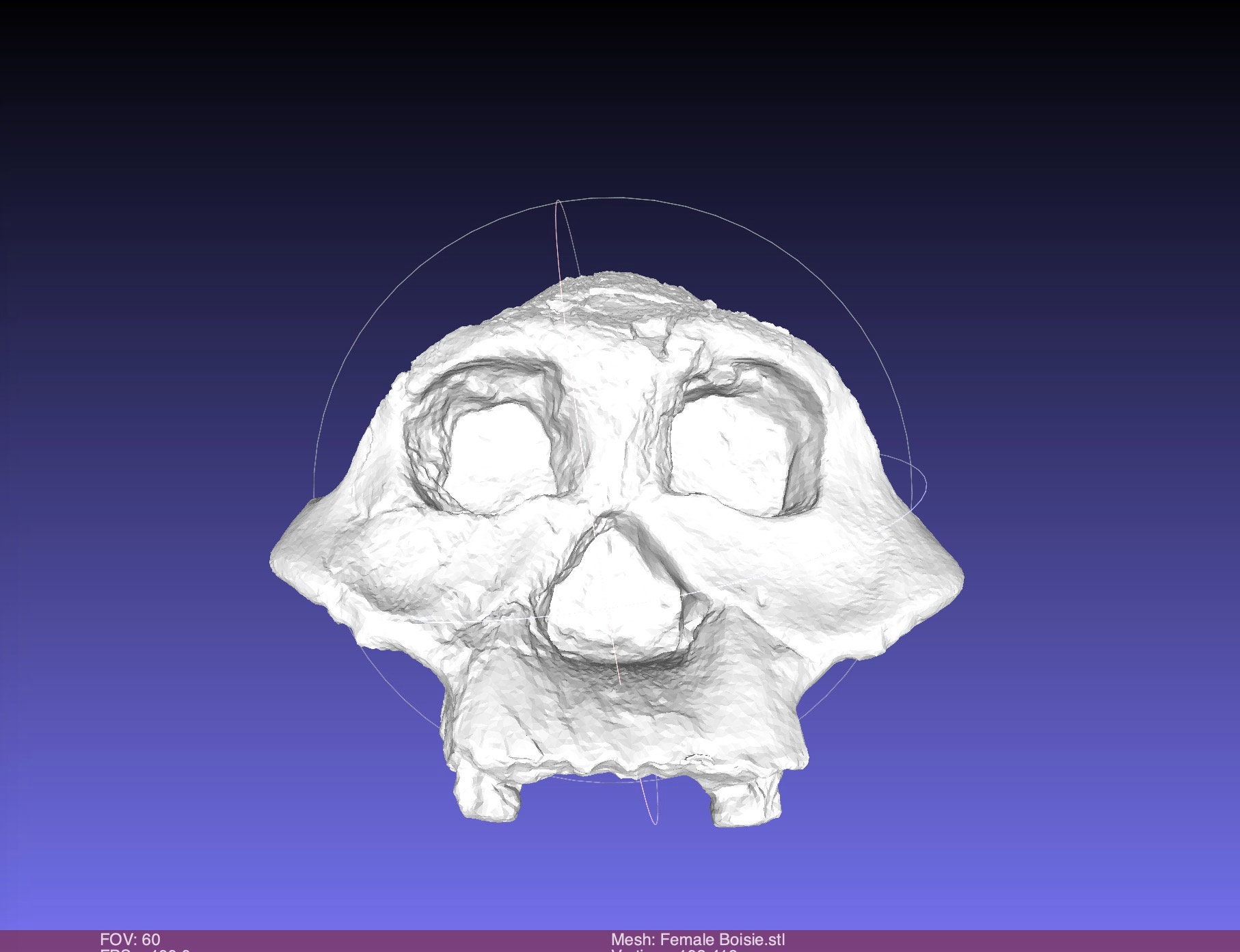 Australopithecus Boisei Skull, Female, KNM ER 732, Ancient Hominid ...