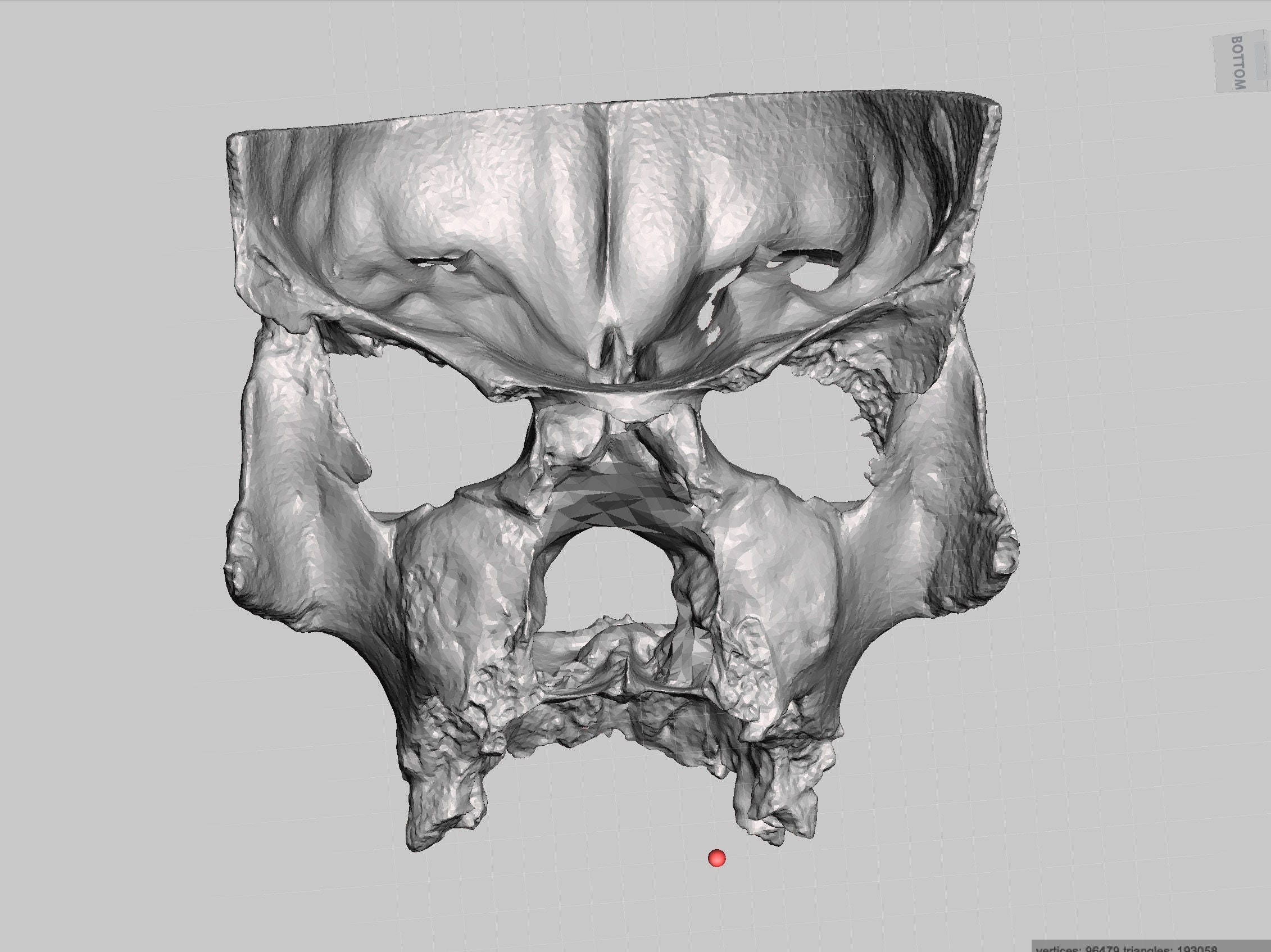Asian Skull STL, Cut in HALF. Teaching Tool Used in Forensic Anthropology, Anatomy. High ...