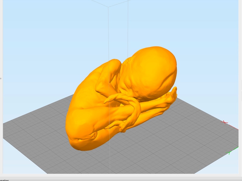 NEW!~ Rare High Resolution 3D Scan Human Fetus ~16 Weeks Old 100 Yr Old ...