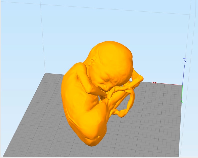 NEW!~ Rare High Resolution 3D Scan Human Fetus ~16 Weeks Old 100 Yr Old ...