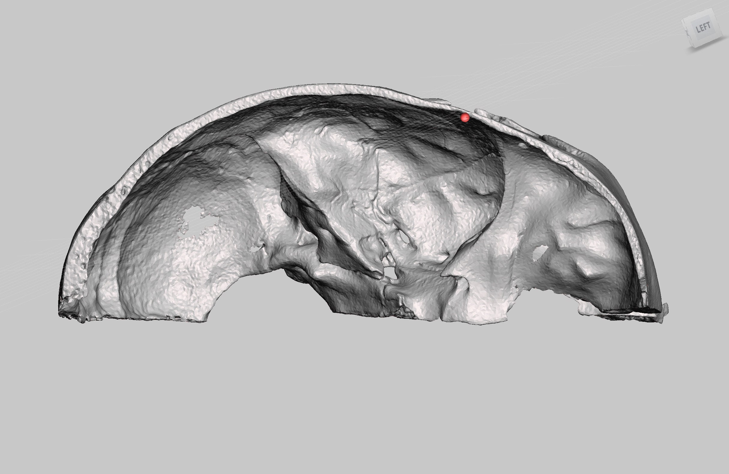 Human Skull STL, Cut in HALF. Teaching Tool Used in Forensic ...