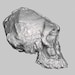 Kenyanthropus Platyops Cranium KNM-WT-40000, Ancient Hominid Quality ...