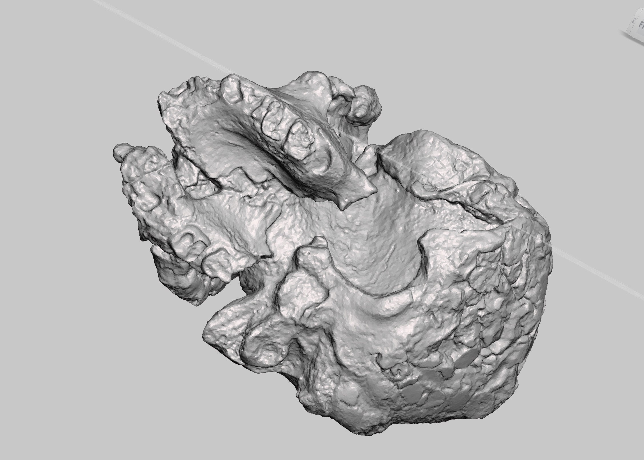 Kenyanthropus Platyops Cranium KNM-WT-40000, Ancient Hominid Quality ...