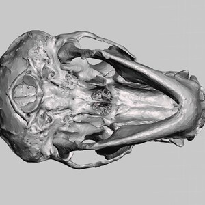 West African Chimpanzee (pan Troglodytes Verus) Skull High Resolution ...