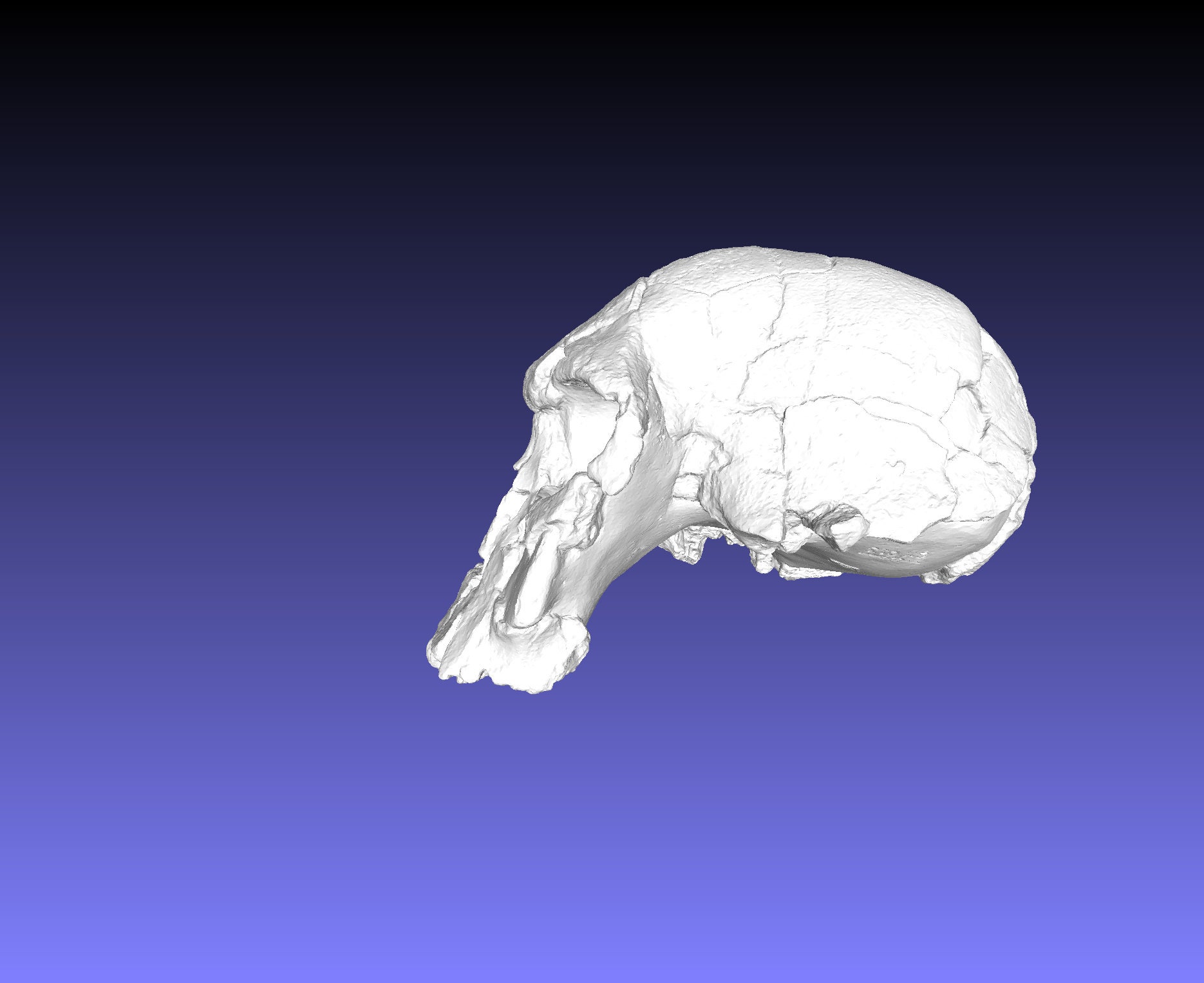 Homo Rudolfensis, Ancient Hominid Skull Museum Quality High Resolution ...
