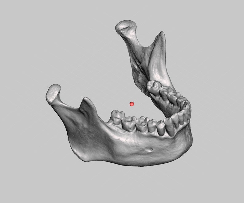 African American Male Skull and Jaw, Near PERFECT (modern Human CT Scan ...