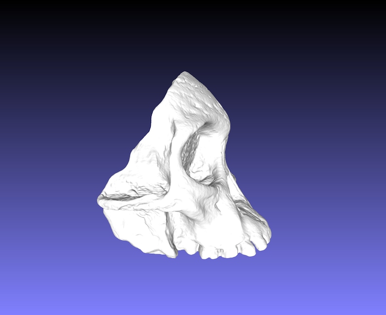 Australopithecus Africanus, TAUNG CHILD, Ancient Hominid Skull Museum ...