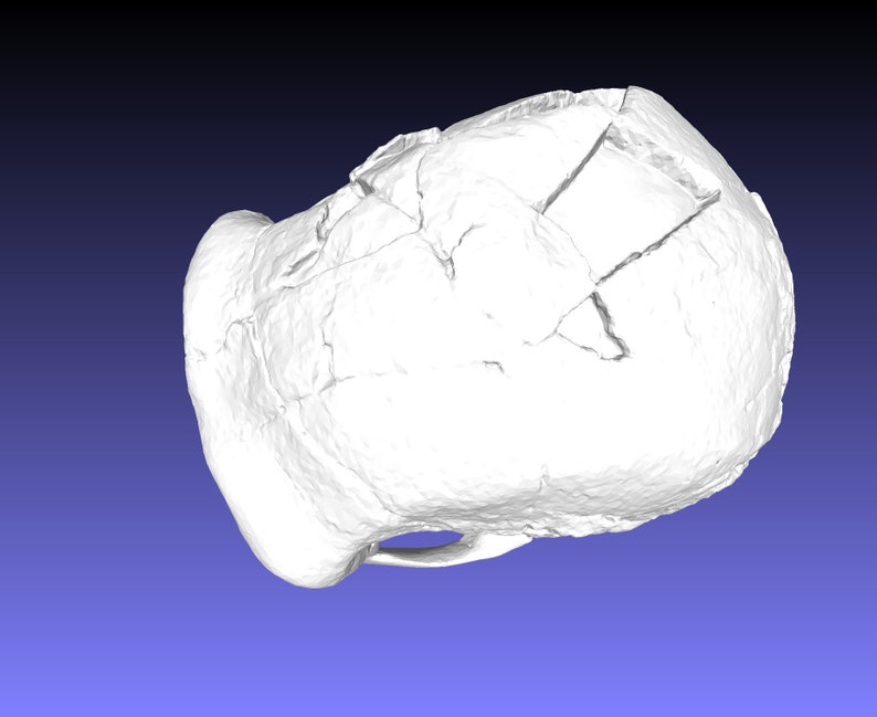 Homo Erectus, Sangiran 17, Ancient Hominid Skull Museum Quality High ...