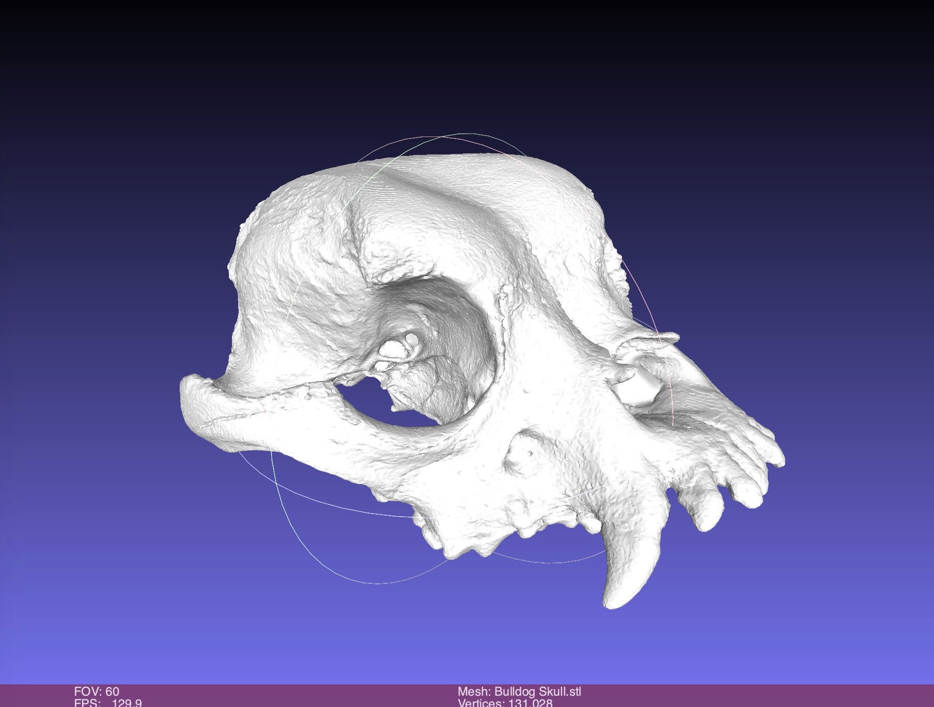 Bulldog Skull High Resolution STL Scan for Animal - Etsy Canada