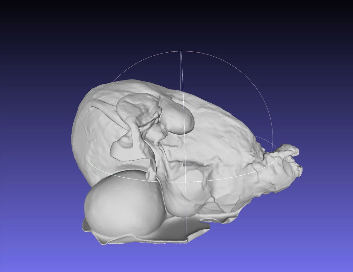 Cutaway View Human Fetus in Utero, 20 Week Old STL, Rare High ...