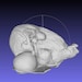 Cutaway View Human Fetus in Utero, 20 Week Old STL, Rare High ...