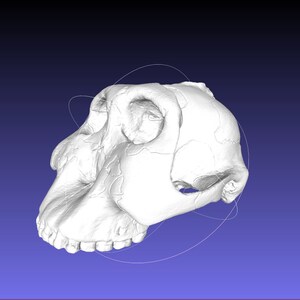 Australopithecus Boisei OH 5 zinjanthropus Ancient Hominid Skull ...