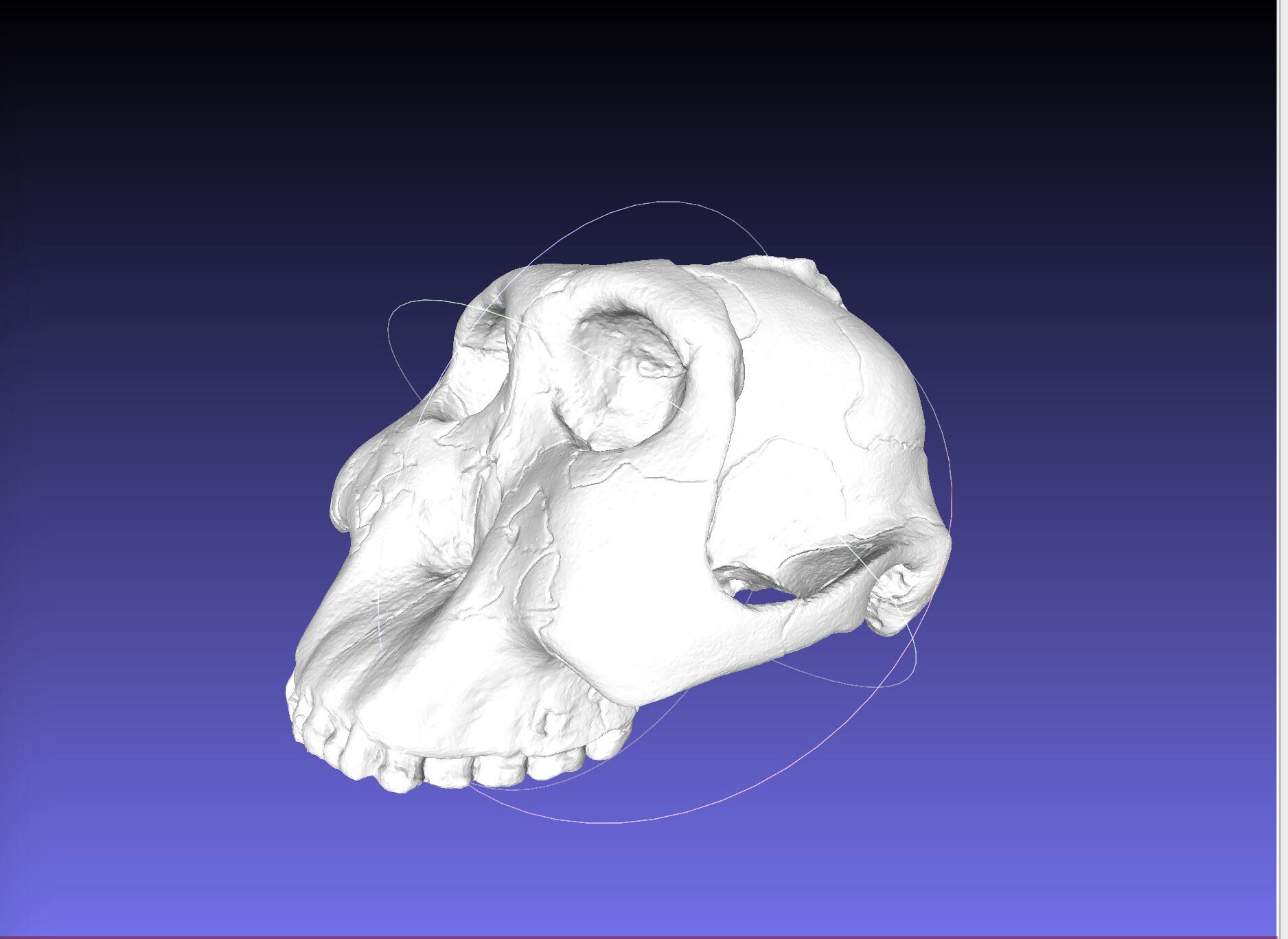 Australopithecus Boisei Oh 5 Zinjanthropus Ancient Hominid Skull
