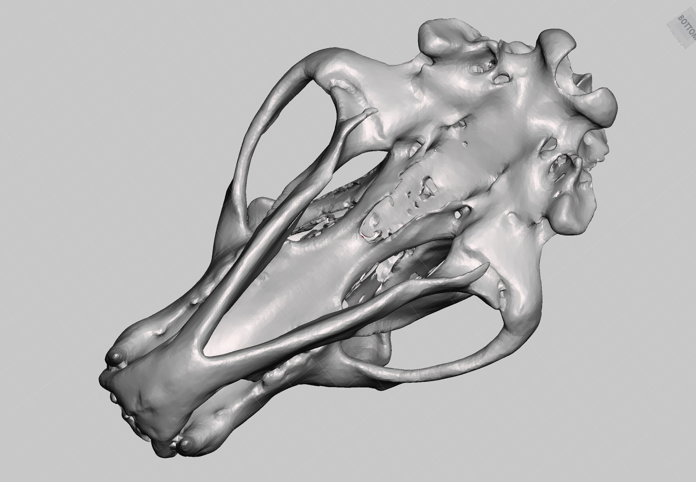 Real Polar Bear Skull, High Resolution STL Scan Animal Reproduction - Etsy