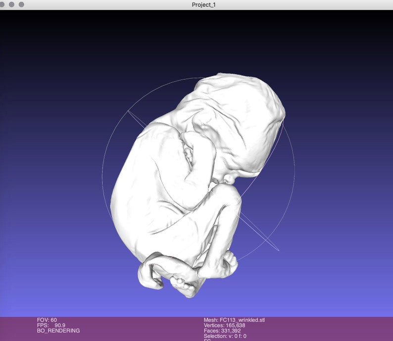 NEW!~ Rare High Resolution 3D Scan Human Fetus 14 Weeks Old 100 Yr Old ...