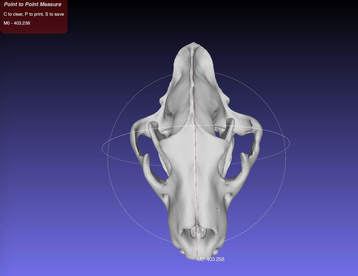 Red Fox Skull vulpes Vulpes, High Resolution STL Scan Animal ...