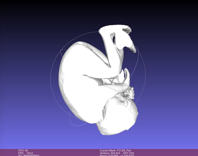 NEW Rare High Resolution 3D Scan Human Fetus 26 Weeks Old - Etsy