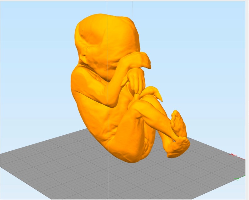 NEW Rare High Resolution 3D Scan Human Fetus 26 Weeks Old - Etsy