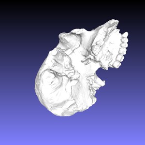 Homo Habilis, "handy Man" Ancient Hominid Skull Museum Quality High ...