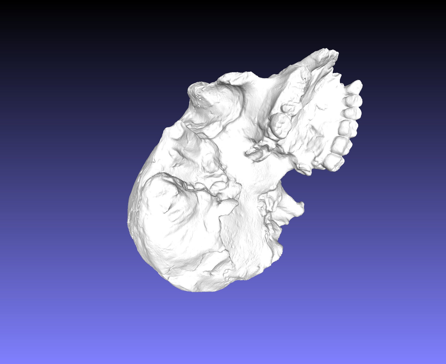 Homo Habilis handy Man Ancient Hominid Skull - Etsy UK