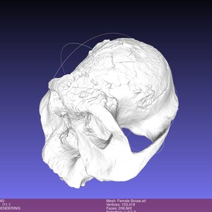 Australopithecus Boisei Skull, Female, KNM ER 732, Ancient Hominid ...
