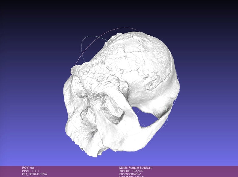 Australopithecus Boisei Skull, Female, KNM ER 732, Ancient Hominid ...