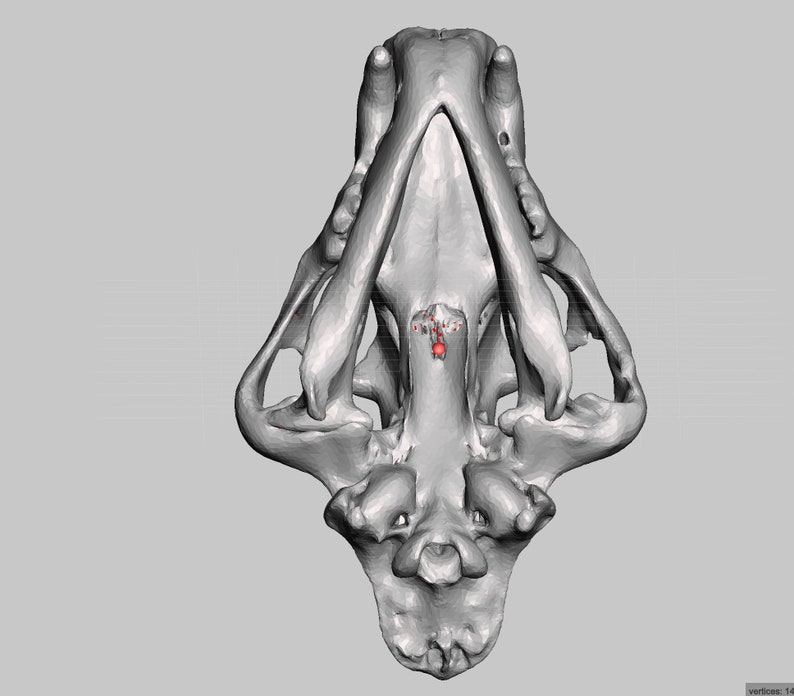 Red Fox Skull (vulpes Vulpes), High Resolution STL Scan Animal ...