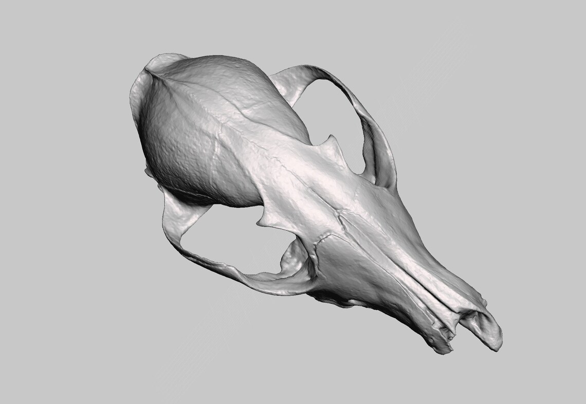Real Coyote Skull, High Resolution STL Scan Animal Reproduction - Etsy