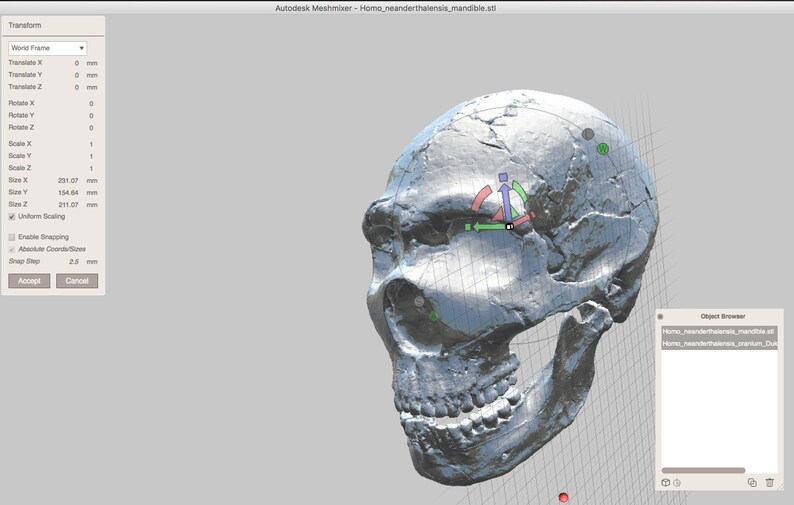 Homo Neanderthalensis, neanderthal, Ancient Hominid Skull Museum ...
