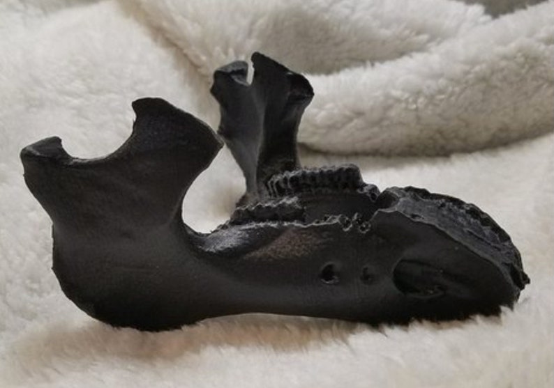 Manatee Skull and Mandible High Resolution Scan - Etsy