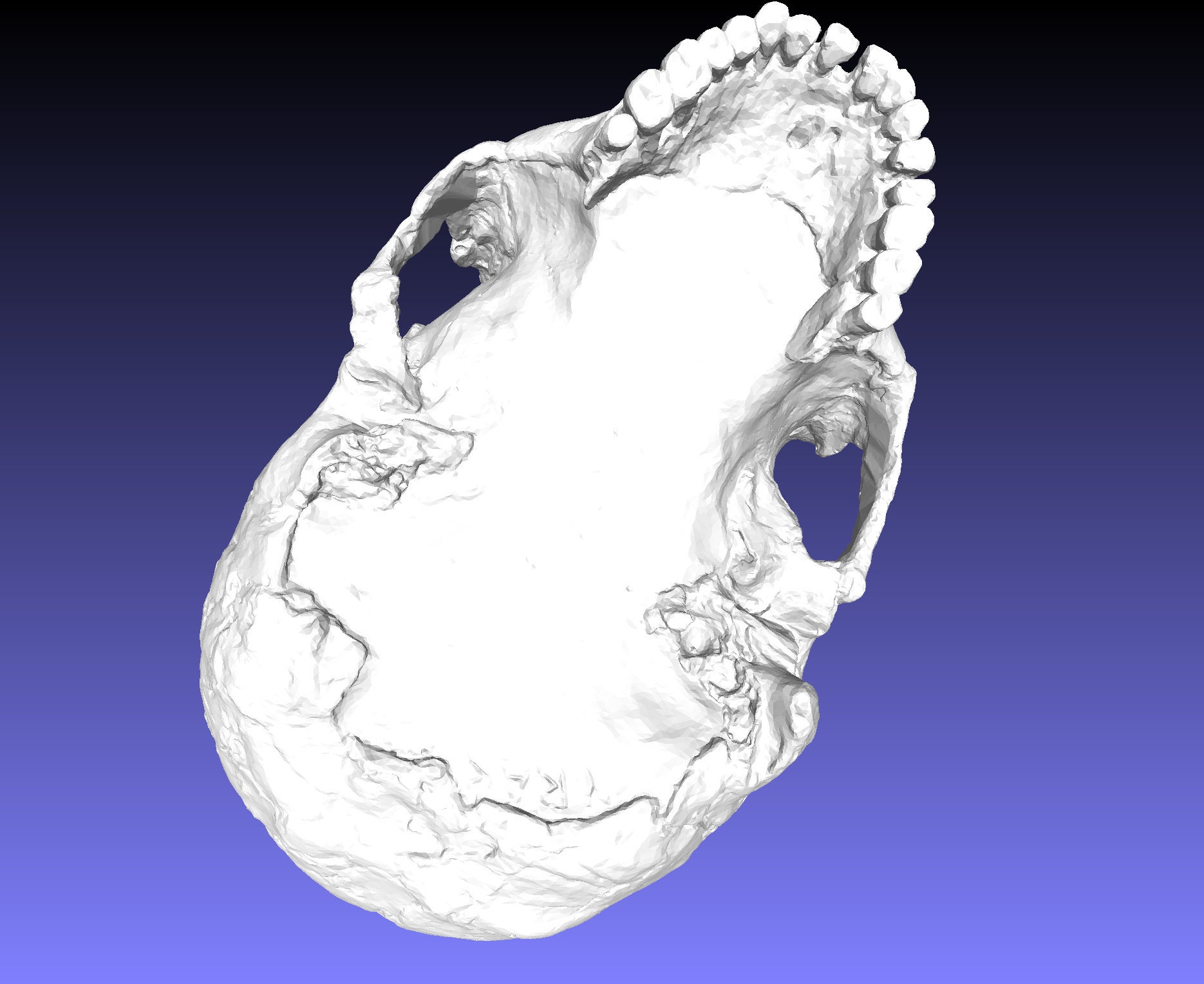 Homo Neanderthalensis, neanderthal, Ancient Hominid Skull Museum ...
