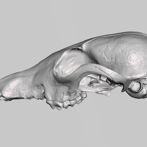 Real Coyote Skull, High Resolution STL Scan Animal Reproduction - Etsy