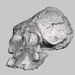 Kenyanthropus Platyops Cranium KNM-WT-40000, Ancient Hominid Quality ...