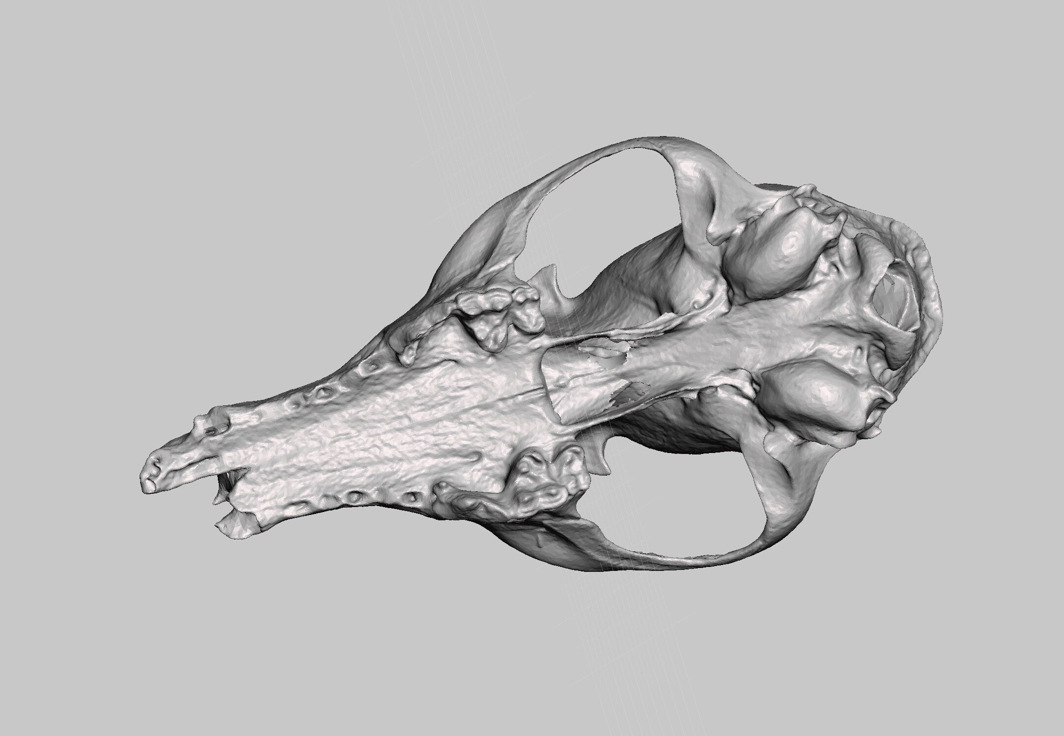 Real Coyote Skull, High Resolution STL Scan Animal Reproduction - Etsy