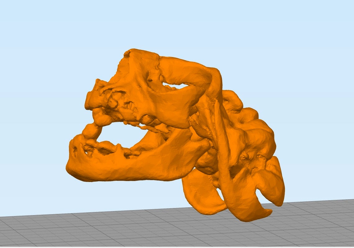 Anacephalic Rare High Resolution 3D Scan Human Fetus SKULL 36 - Etsy